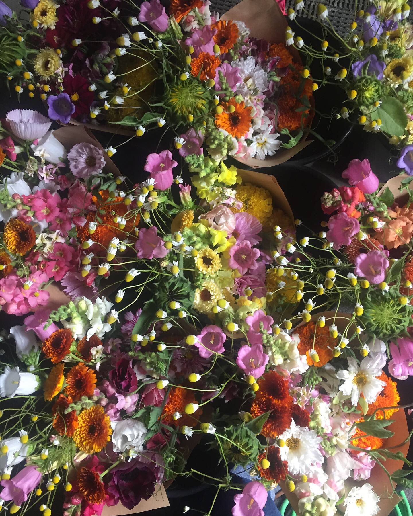 Thursday Pick up 7 weeks | WindflowerFarm